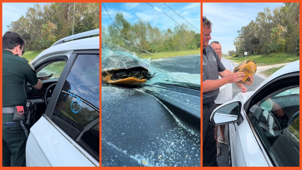 ‘Poor guy’s gotta be shell shocked’: Driver lives a day straight out of ...