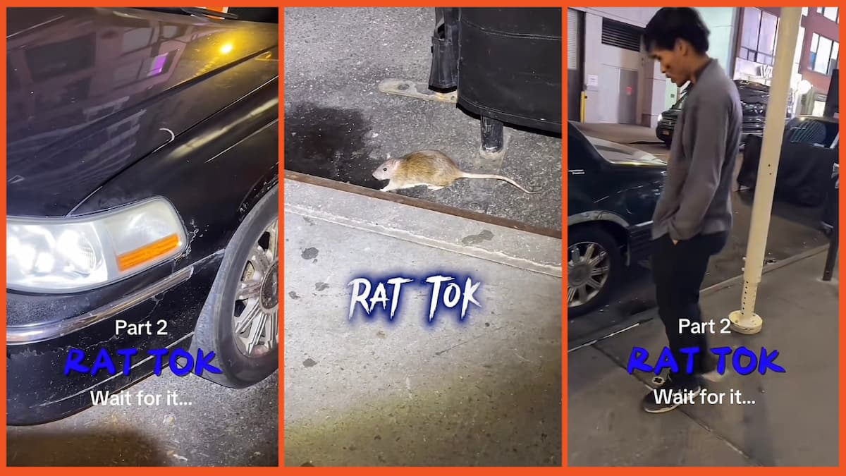 'I would never step foot in that car again': Man's car becomes infested ...