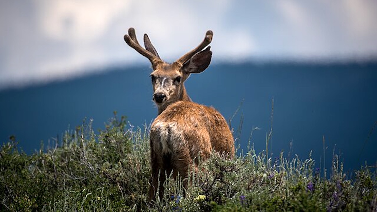 Why are Michigan deer hunters dying? – We Got This Covered