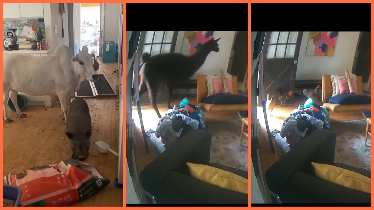 ‘Its giving Animal Farm’: Horde of farm animals invade their owner’s ...