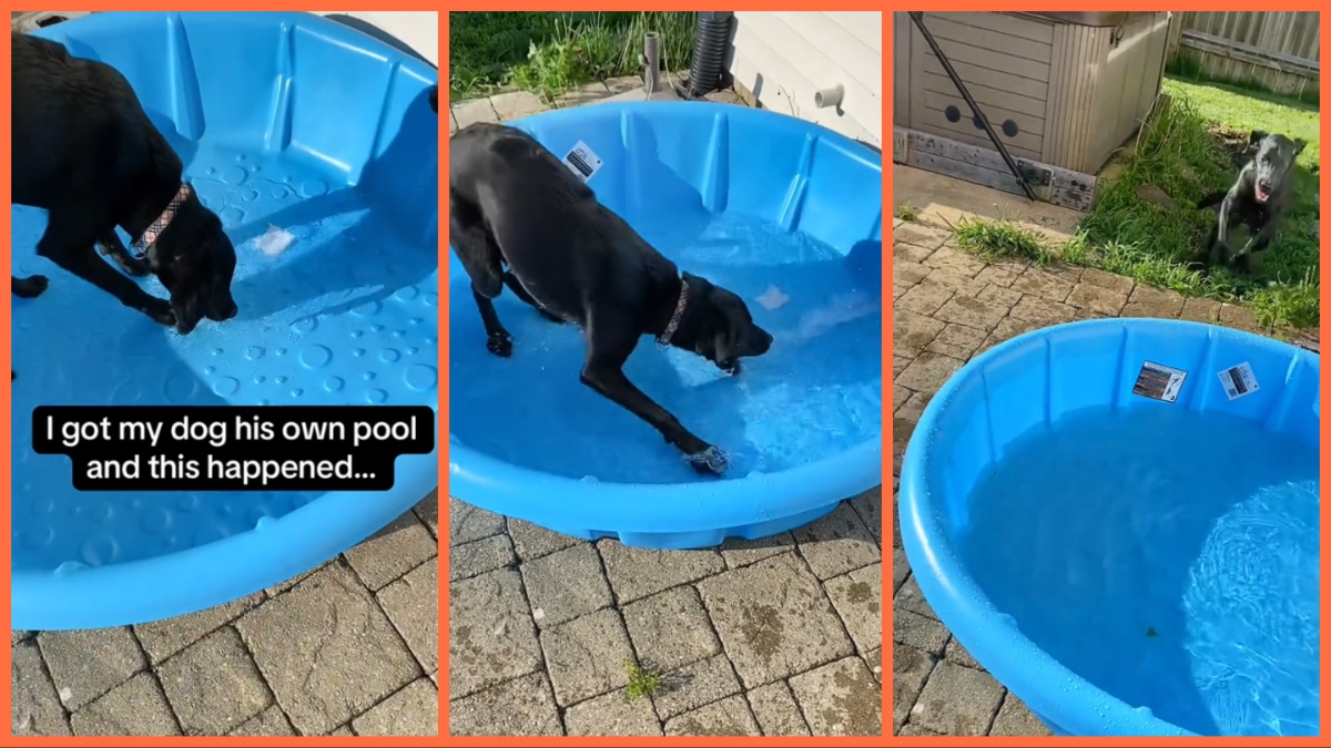 'I think he likes it': Dog gets gifted a swimming pool and now he will ...