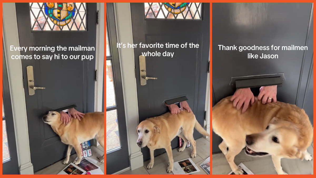 ‘Mother. The door hands are here’: Privileged pup earns a strange but ...