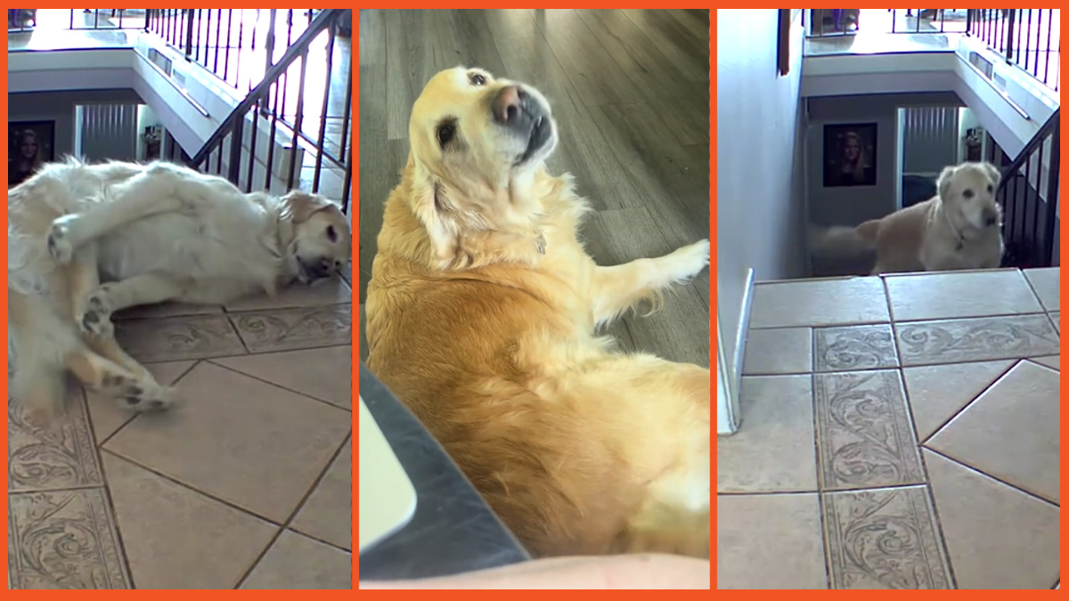 'Never seen a dog curse': Golden retriever fails to retrieve his ...