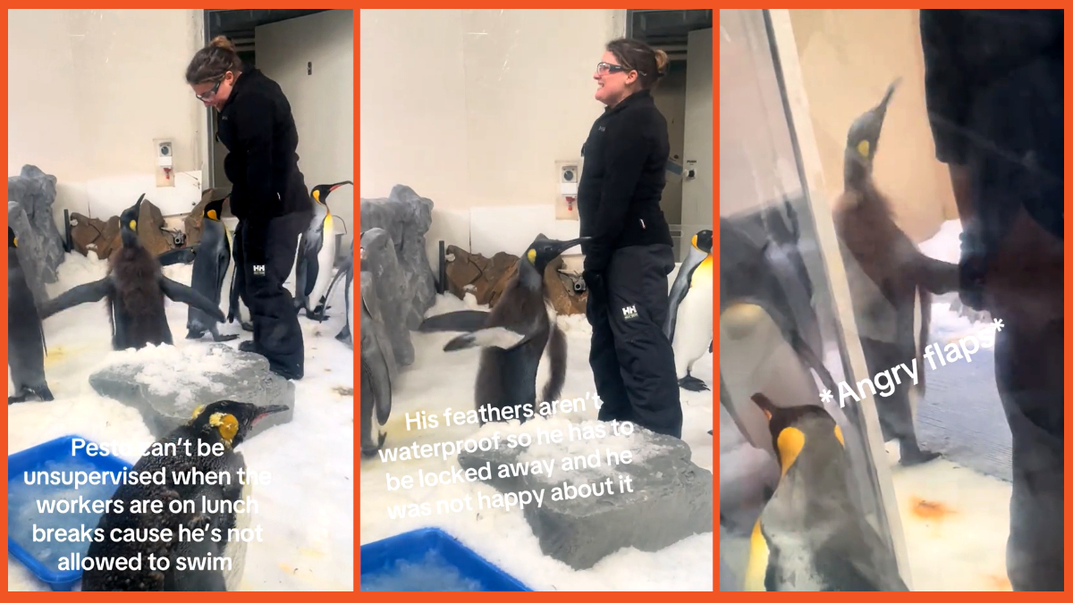 'He's a little diva': Having a bad day? Here's an adorable penguin ...