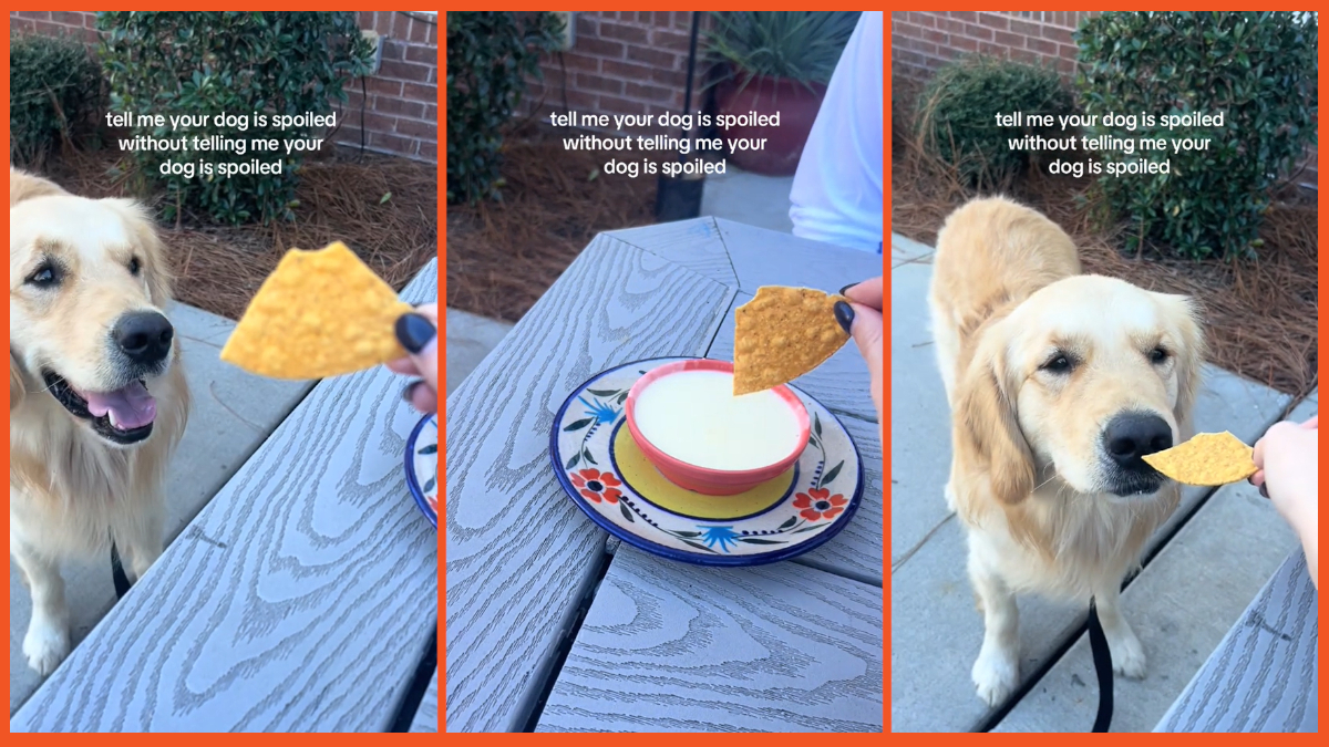 'Tell me your dog is spoiled without telling me your dog is spoiled ...