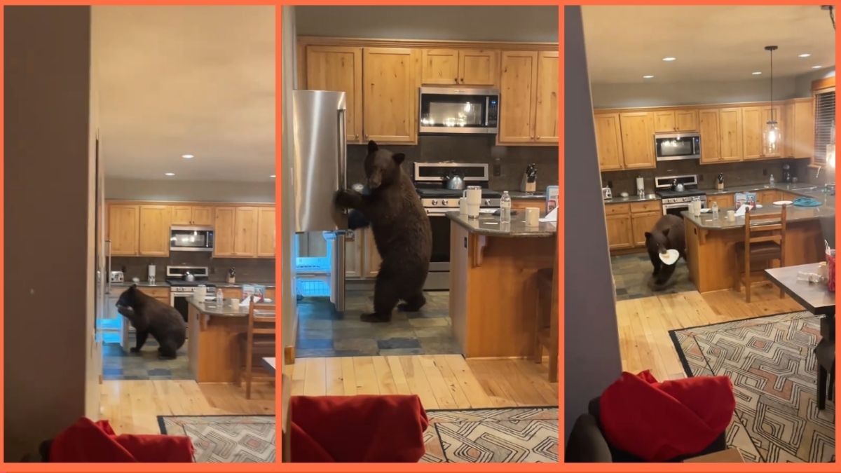 'This just solved the man vs bear argument': Women terrified when bear ...