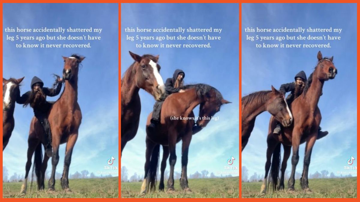 'It’s like she knows she hurt you': Horse rider reunites with the horse ...