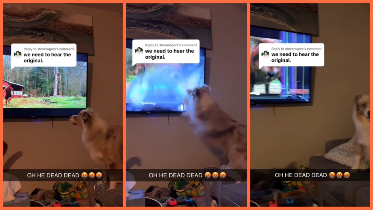 'He was protecting you': Hero hound's Team Edward loyalty goes ...