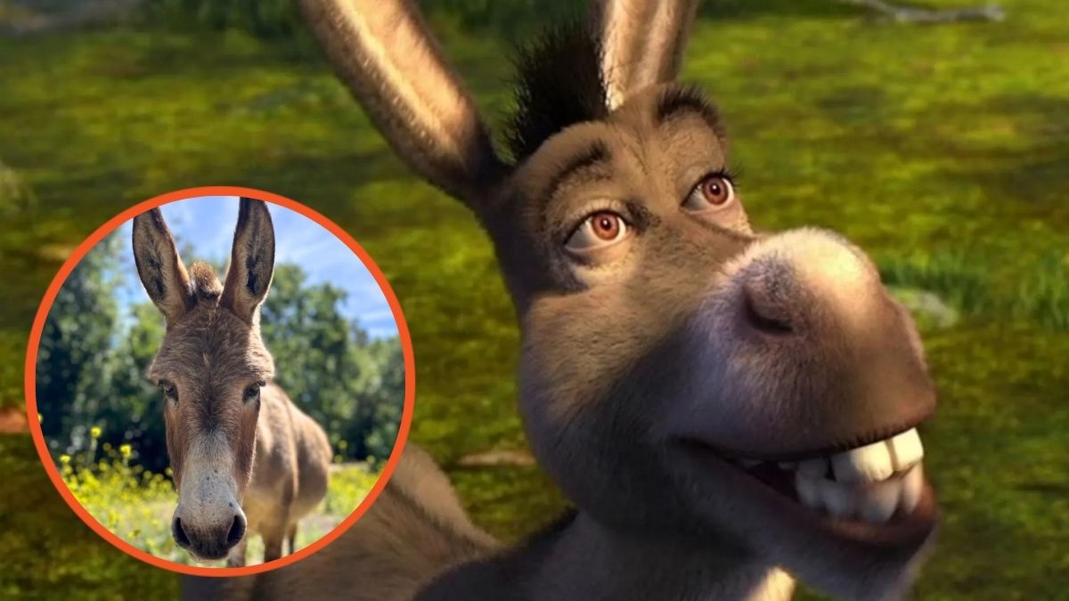 The real-life donkey who inspired Eddie Murphy's 'Shrek' character just ...