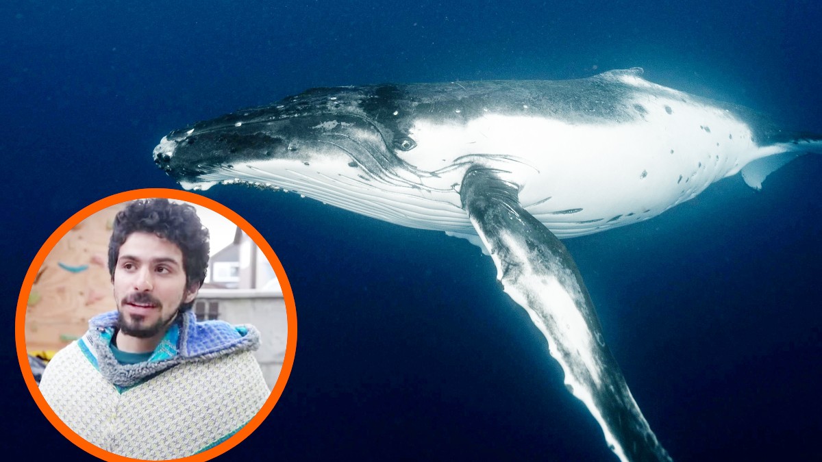 24yo kayaker gets swallowed whole by a whale and lives to tell what it ...